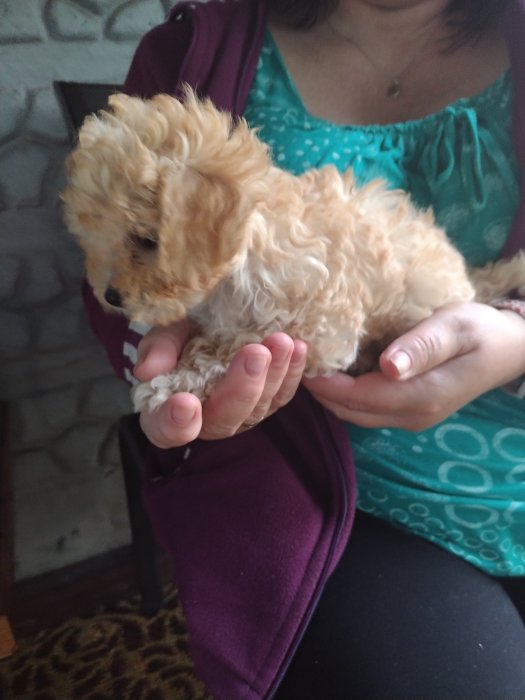 Pudlík Toy - Celá ČR, Prodám | ChovZvířat.cz