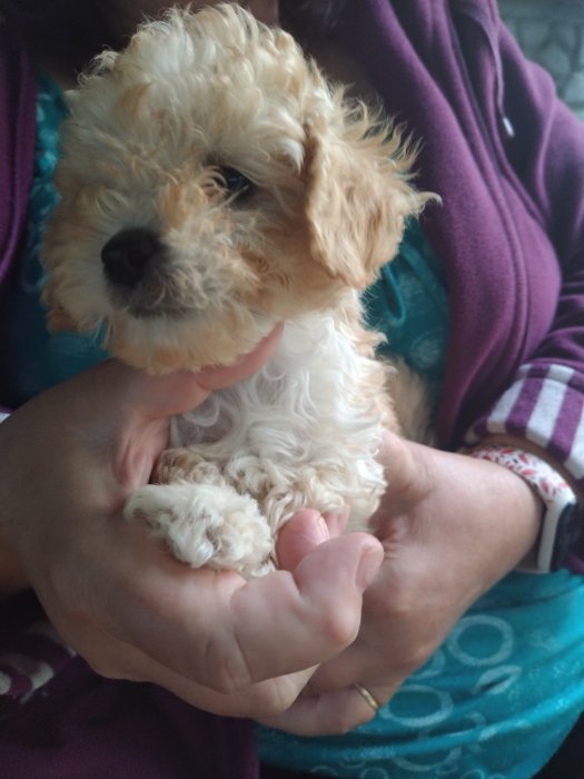 Pudlík Toy - Celá ČR, Prodám | ChovZvířat.cz