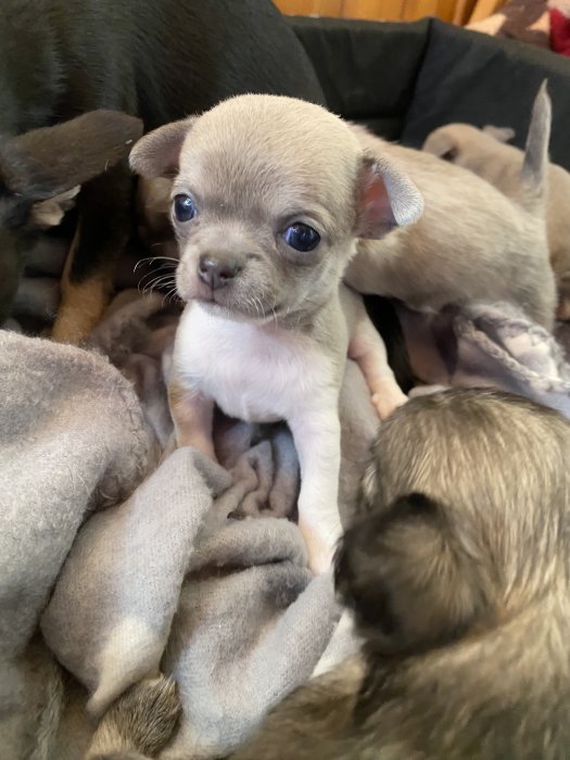 Chlapeček civava - Čermná ve Slezsku (Opava), Prodám | ChovZvířat.cz