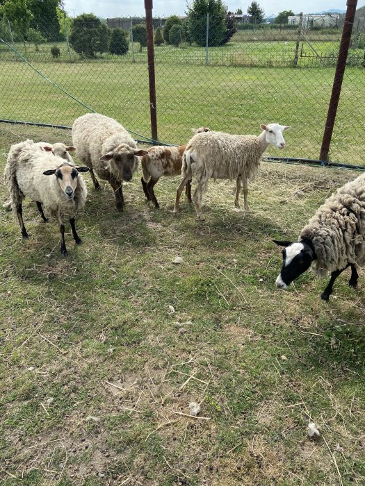 Beran a tři ovečky - Hrdly (Litoměřice), Prodám | ChovZvířat.cz