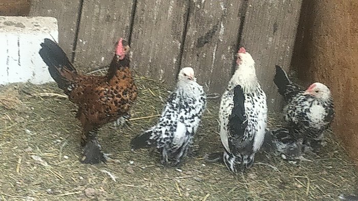 Prodám zakrslé rousné - Hradec (Praha - východ), Prodám | ChovZvířat.cz