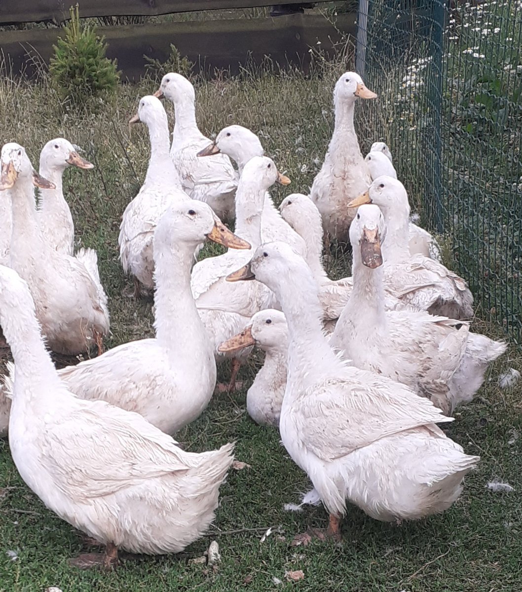 Vykrmené kachny - Blov (Chomutov), Prodám - ChovZvířat.cz