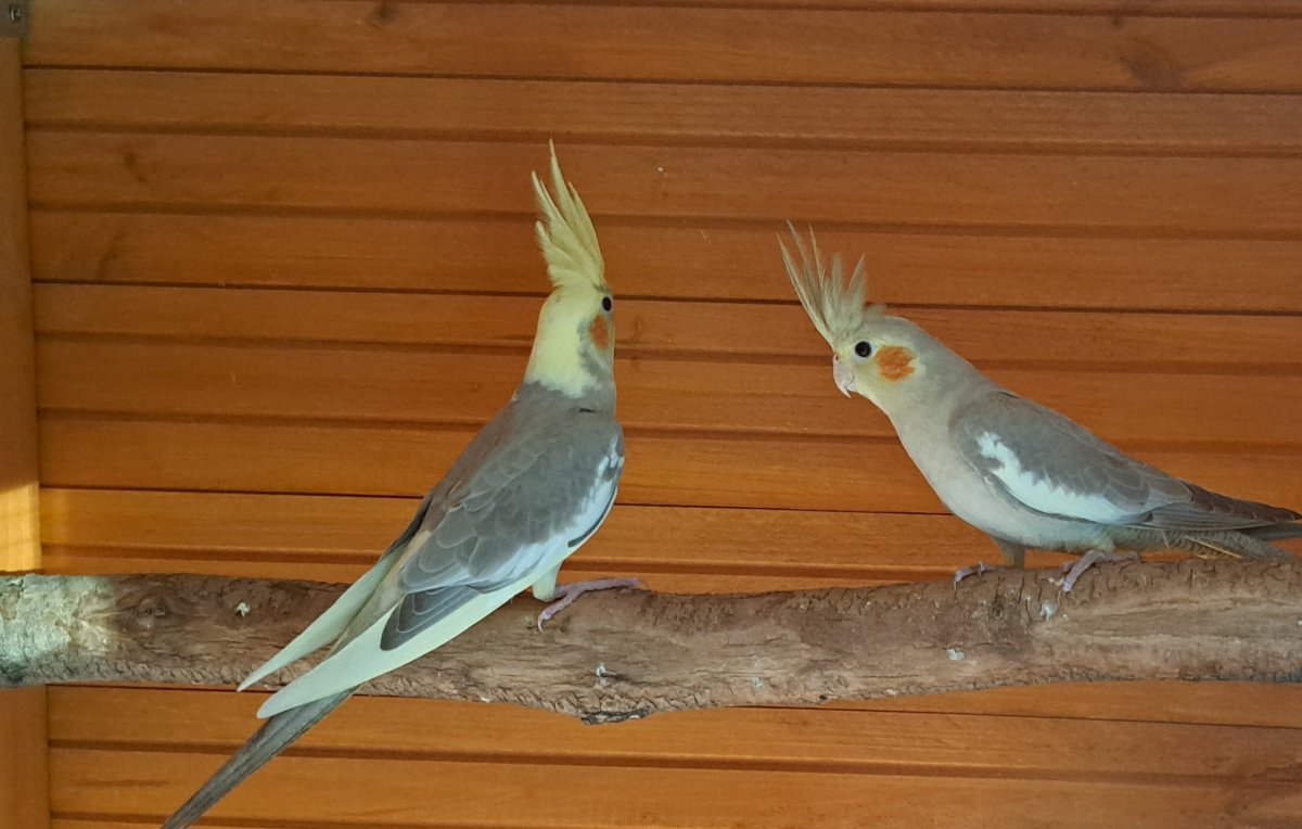 Korela chocholatá - Dolní Tošanovice (Frýdek - Místek), Prodám ...