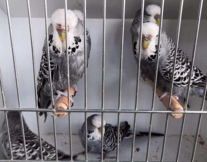 Výstavní andulky, antracitové andulky - Hlavečník (Pardubice), Prodám ...