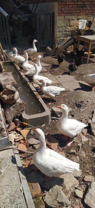 Prodám - Česká Třebová (Ústí nad Orlicí), Prodám | ChovZvířat.cz