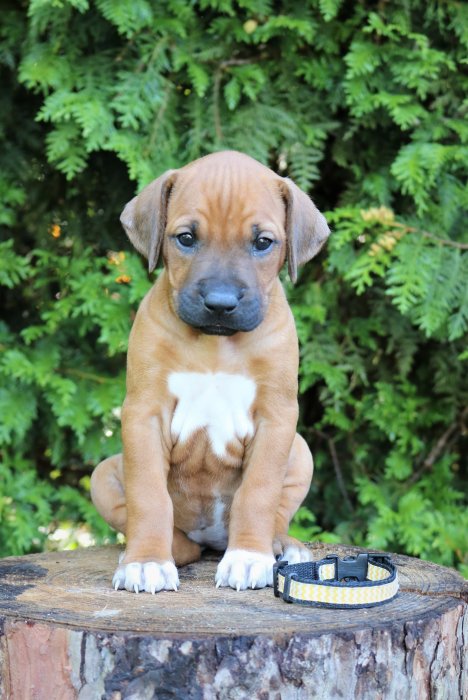 Rhodéský ridgeback štěňátka s PP - Brunšov (Praha - západ), Prodám ...
