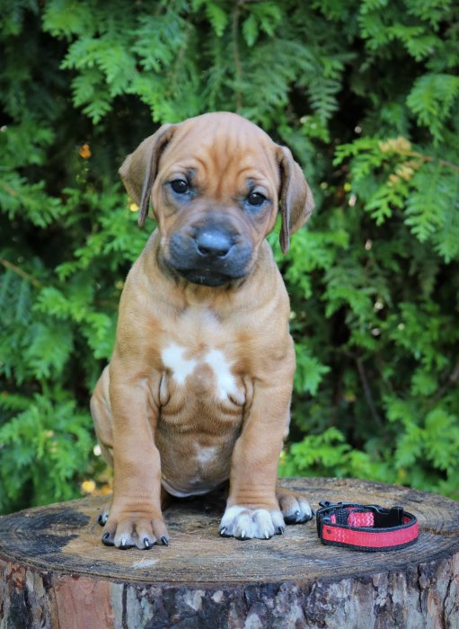 Rhodéský ridgeback štěňátka s PP - Brunšov (Praha - západ), Prodám ...