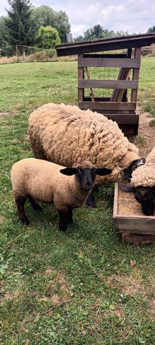Prodám chovný pár+jehně ovce Suffolk - Zákupy (Česká Lípa), Prodám ...