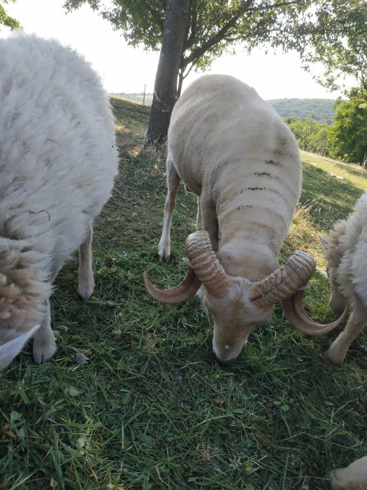 Ouessantský beran - Chlum (Zlín), Prodám | ChovZvířat.cz