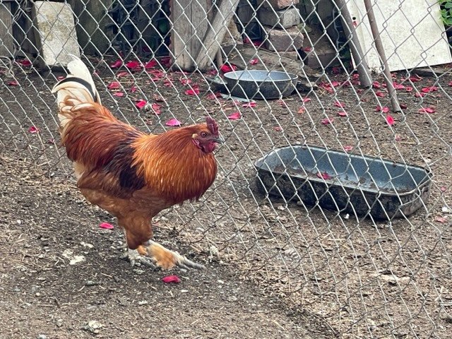 Kohout - Čestlice (Praha - východ), Prodám | ChovZvířat.cz