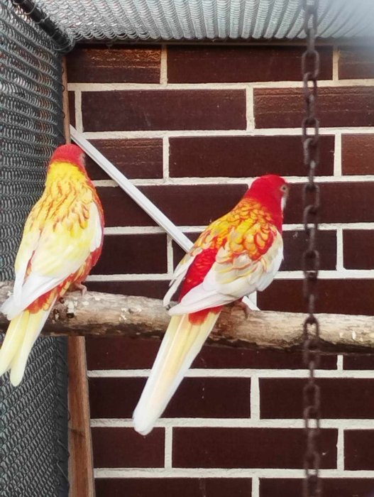 Rosela rubino - Bruntál (Bruntál), Prodám | ChovZvířat.cz