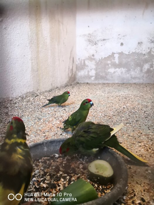 Prodam - Dražíč (České Budějovice), Prodám | ChovZvířat.cz