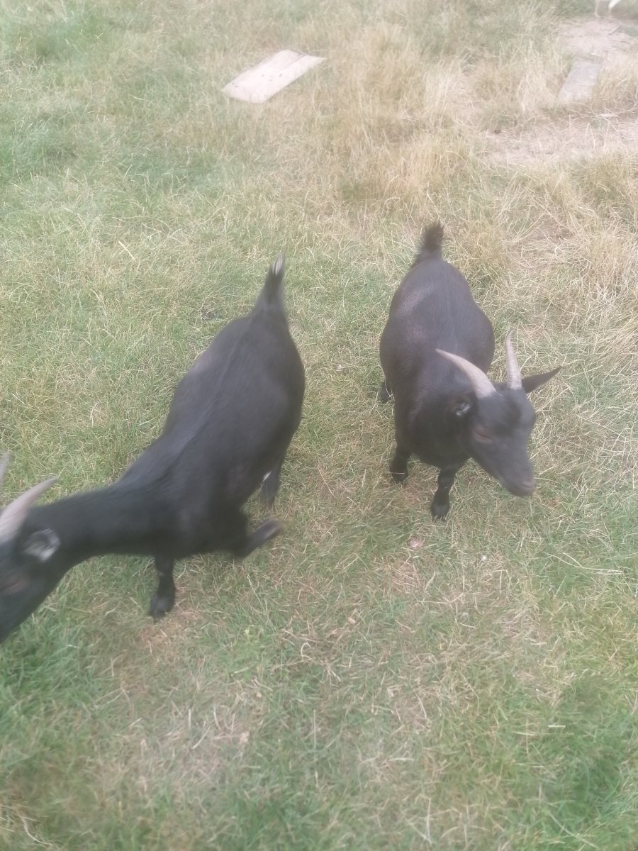 Kozy - Kluky (Kutná Hora), Prodám - ChovZvířat.cz