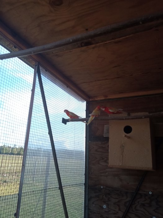 Rosela rubíno - Spálené Poříčí (Plzeň - jih), Prodám | ChovZvířat.cz