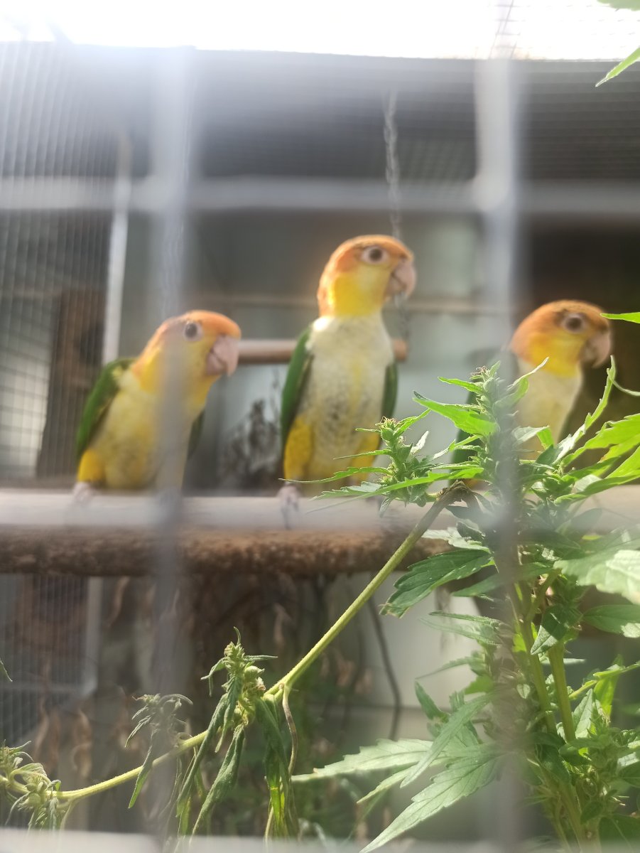 Prodám - Míkovice (Uherské Hradiště), Prodám - ChovZvířat.cz