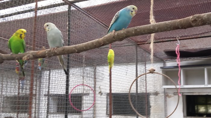 Andulky - Darkovice (Opava), Prodám | ChovZvířat.cz