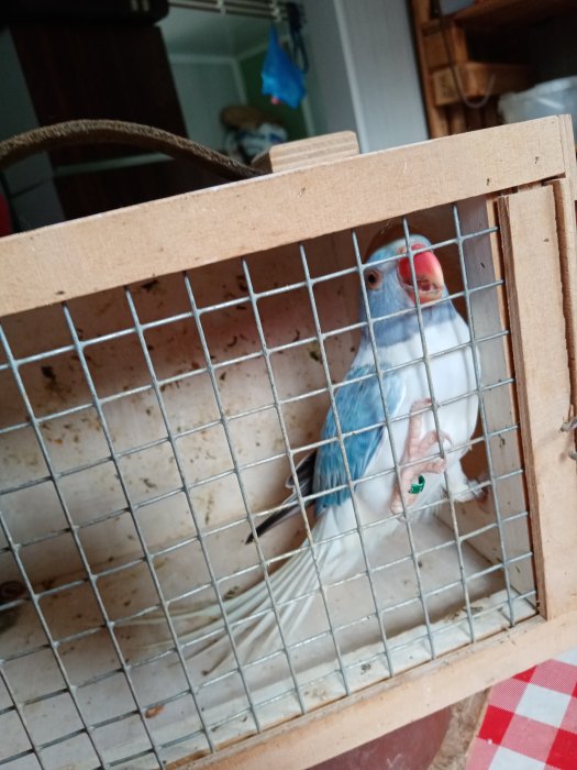 Prodám - Hrušovany nad Jevišovkou (Znojmo), Prodám | ChovZvířat.cz