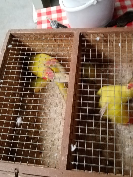 Prodám - Hrušovany nad Jevišovkou (Znojmo), Prodám | ChovZvířat.cz