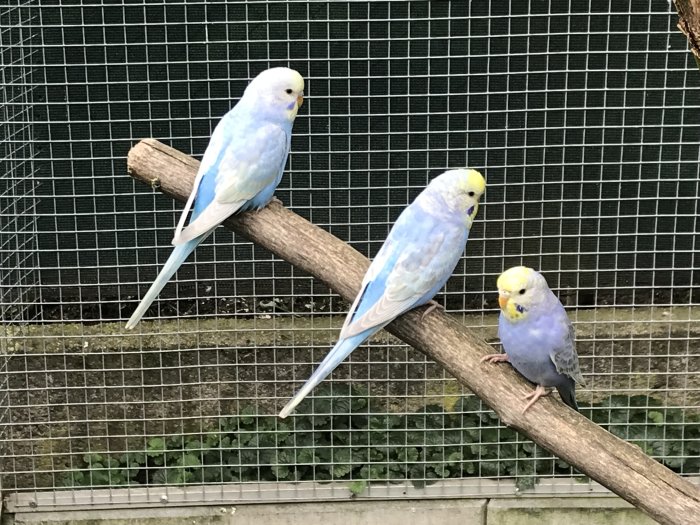 Andulky - Bohuňovice (Olomouc), Prodám | ChovZvířat.cz