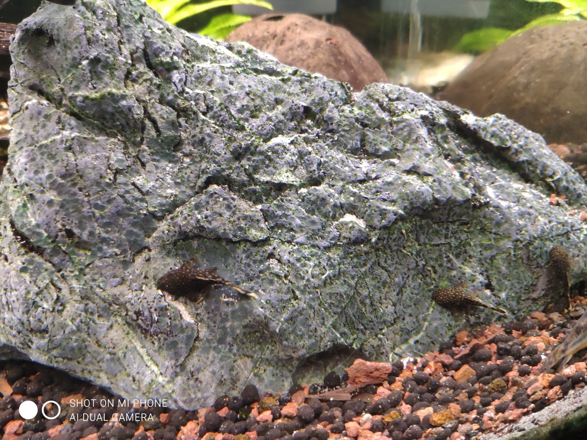 Ancistrus - Teplice (Teplice), Různé - ChovZvířat.cz