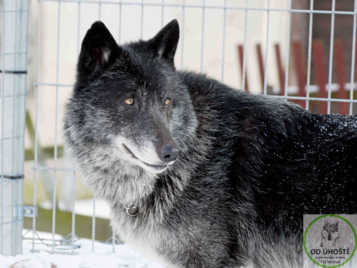 Severoamerický indiánský pes, vlk, vlčí hybrid, vlčí kříženec, north ...