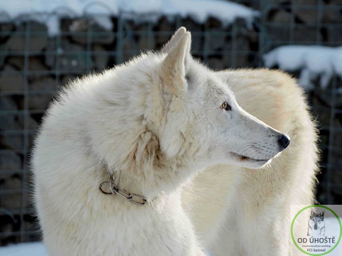 Severoamerický indiánský pes, vlk, vlčí hybrid, vlčí kříženec, north ...