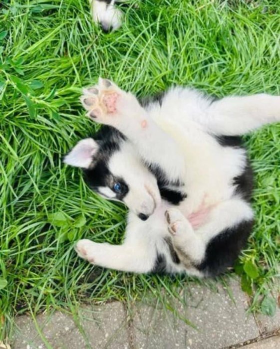 Sibiřský husky Fenku - Bolevec (část) (Plzeň - město), Prodám ...