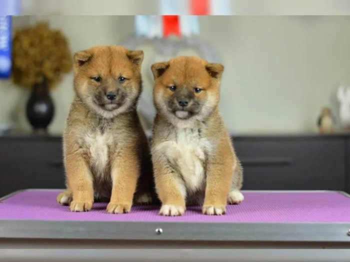 Shiba inu SI 3 kluci - Nový Jičín (Nový Jičín), Prodám | ChovZvířat.cz
