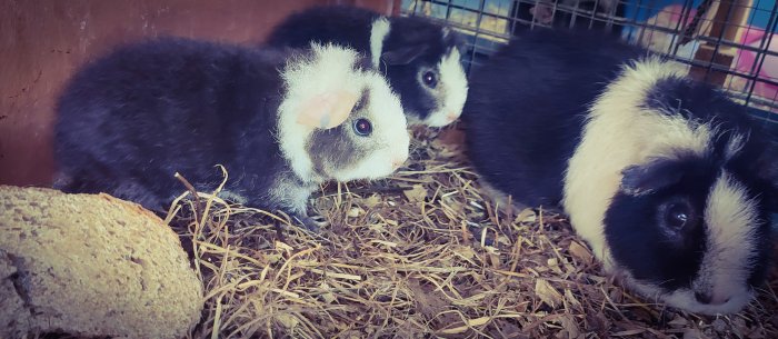 US Teddy americké morče - Jižní Předměstí (Plzeň - město), Prodám ...