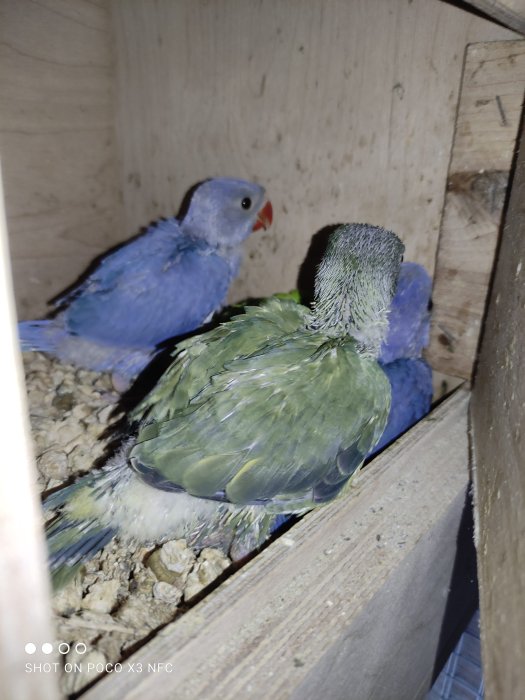 Alexandr malý - Senec (Plzeň - sever), Prodám | ChovZvířat.cz