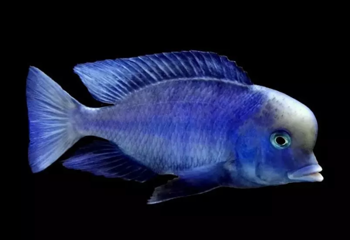 Tlamovci MALAWI - Lejšovka (Hradec Králové), Prodám - ChovZvířat.cz