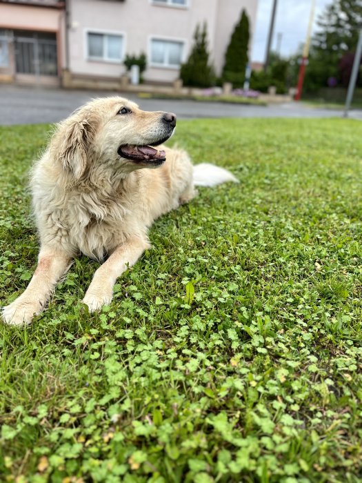 Daruji fenku zlatého retrívra - Velké Bílovice (Břeclav), Prodám ...