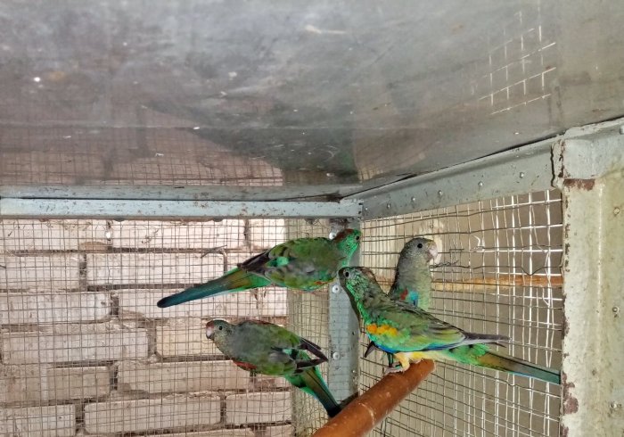 Prodám - Hluk (Uherské Hradiště), Prodám | ChovZvířat.cz