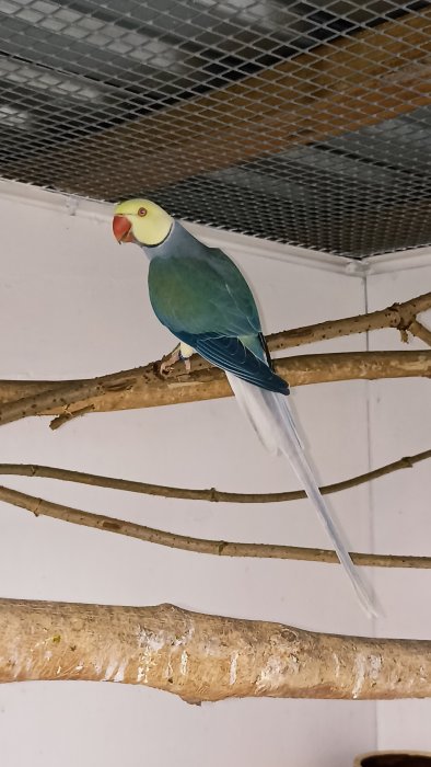 Alexandr malý - Šenov (Ostrava - město), Prodám | ChovZvířat.cz