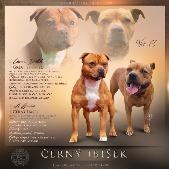 Štěňátka Stafordšírského bulteriera - Liberec XIV-Ruprechtice (Liberec ...
