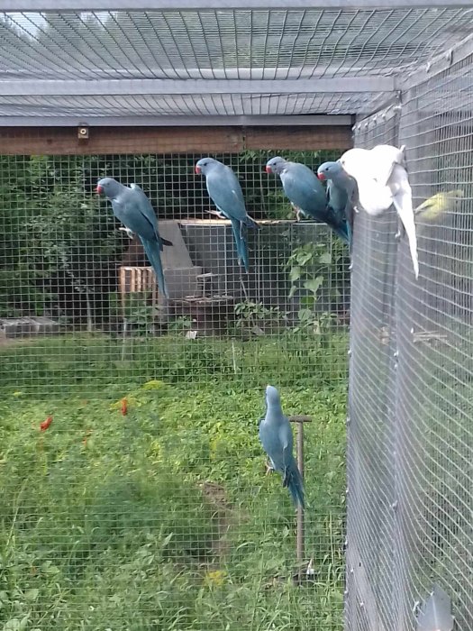 Alexandr maly - Bulhary (Břeclav), Prodám | ChovZvířat.cz