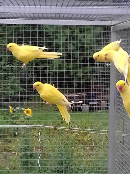 Alexandr maly - Bulhary (Břeclav), Prodám | ChovZvířat.cz