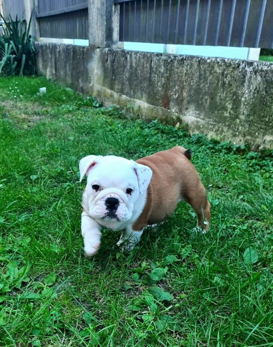 Anglický buldok - Písnice (Hlavní město Praha), Prodám | ChovZvířat.cz