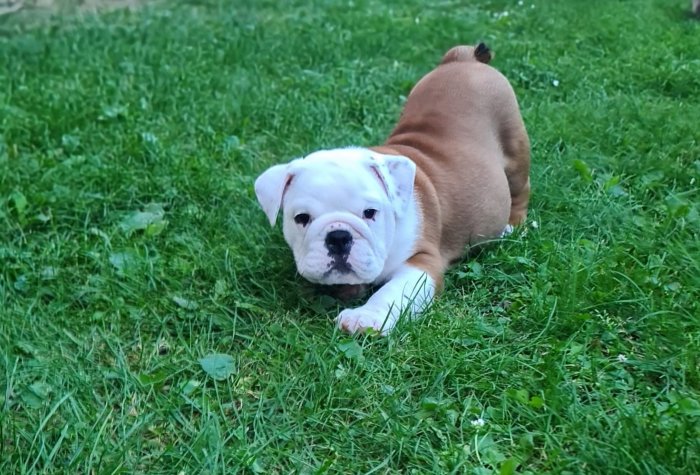 Anglický buldok - Libuš (Hlavní město Praha), Prodám | ChovZvířat.cz