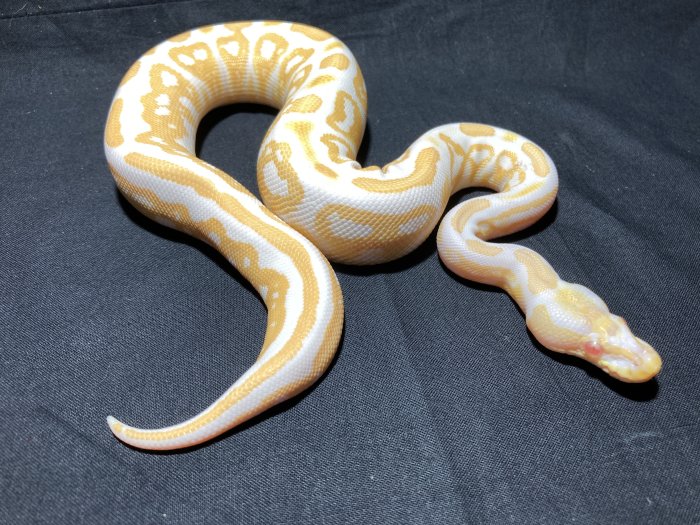 Krajta královská (Python regius) - Albino - Česká Kamenice (Děčín ...