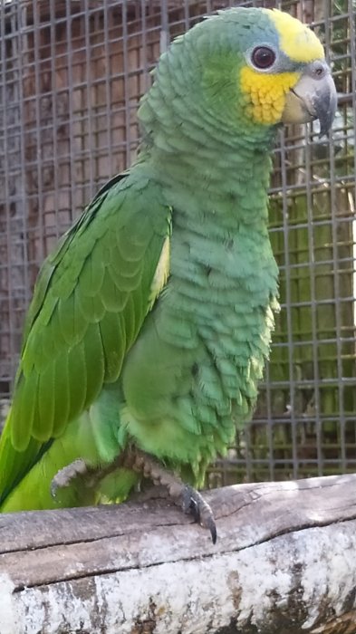 Prodám - Nýřany (Plzeň - sever), Prodám | ChovZvířat.cz