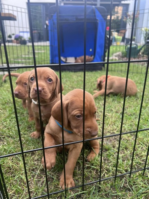 Maďarský ohař - Háje (Hlavní město Praha), Prodám | ChovZvířat.cz