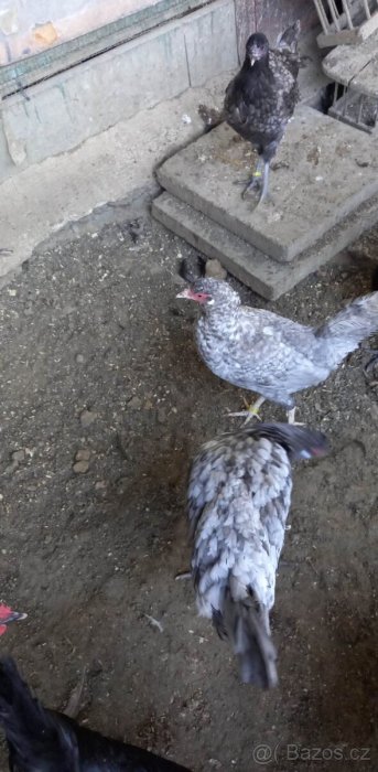 Laflešky velké - Moravské Bránice (Brno - venkov), Prodám | ChovZvířat.cz