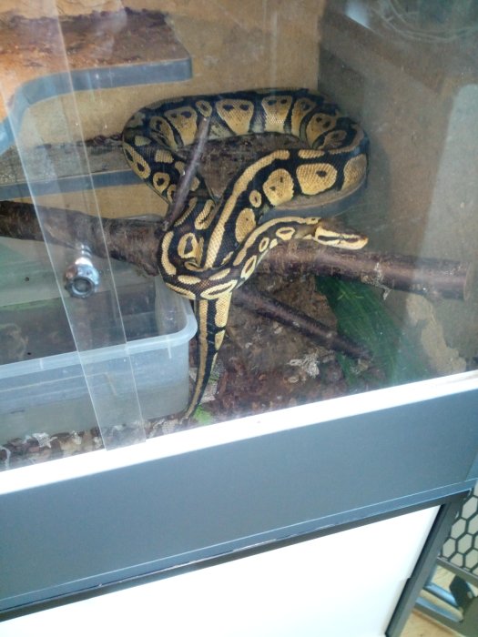 Prodám - Brno-město (Brno - město), Prodám | ChovZvířat.cz