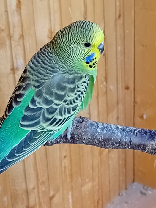 Andulka - Česká Lípa (část) (Česká Lípa), Prodám | ChovZvířat.cz