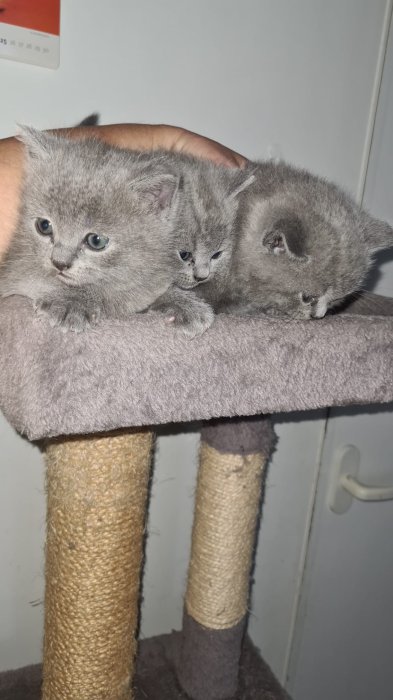 Britská modrá kotatka krátkosrstá - Podolí (Brno - venkov), Prodám ...