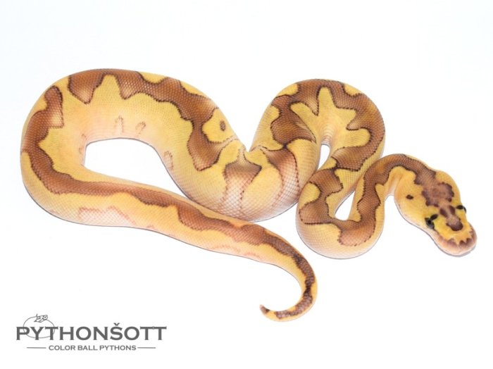 ŽIVÁ EXOTIKA 14.1.0.23 - Krajta královská (Python regius), stoly P13 ...