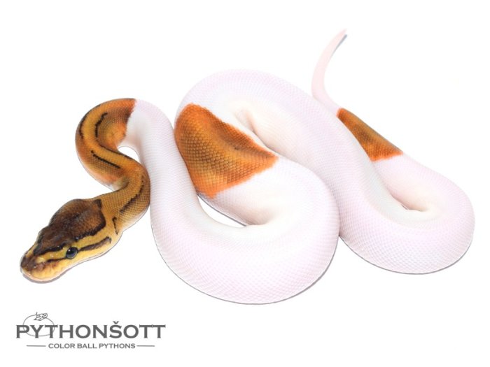 ŽIVÁ EXOTIKA 14.1.0.23 - Krajta královská (Python regius), stoly P13 ...