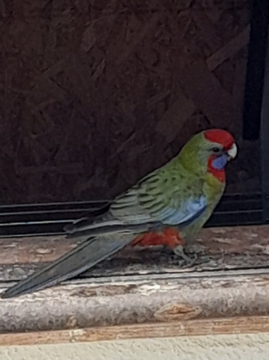 Prodám - Deštná (Blansko), Prodám | ChovZvířat.cz