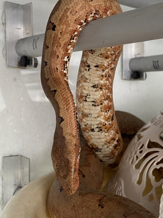 Prodam Solomon Island Ground Boa - Candoia carinata paulsoni x2. Cena ...